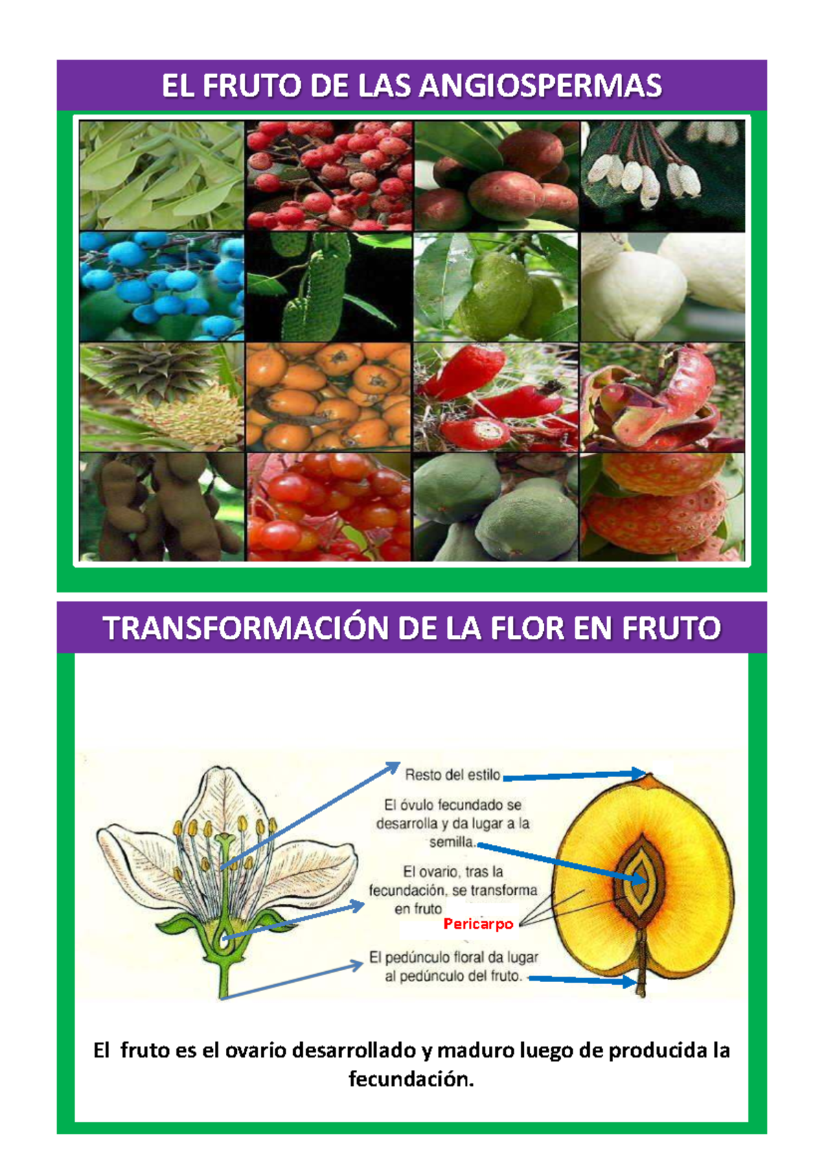 Teórico Nº 6 - Fruto: Transformación de la Flor en Fruto - Studocu