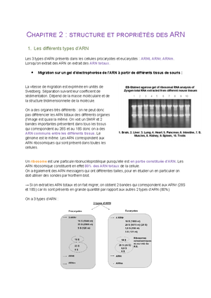 Structure et propriétés des ARN - Différents types d’ARN A l’intérieur ...