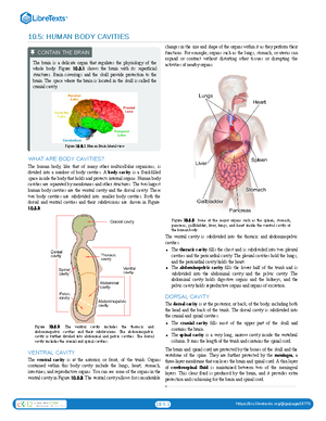 Ch.6 Integumentary System - Chapter 6 Integumentary System The ...