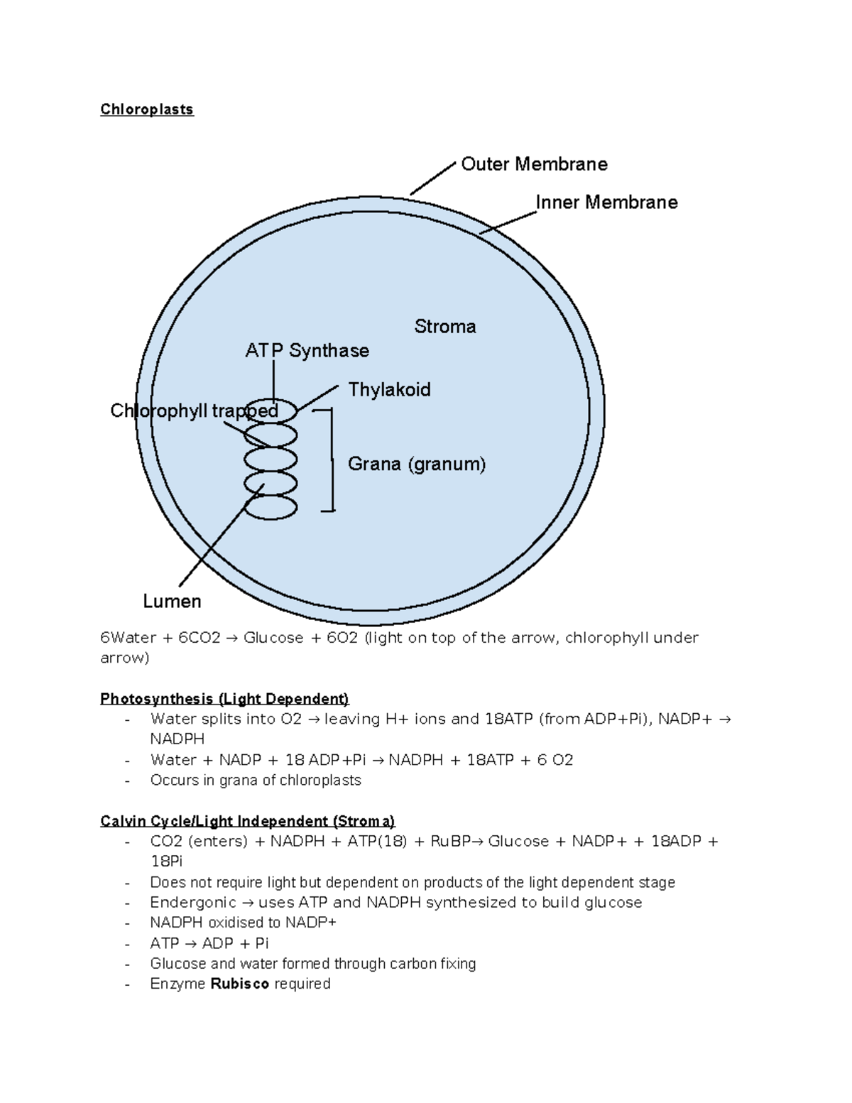 Photosynthesis - SAC Practice Notes (Biology 101) - Studocu