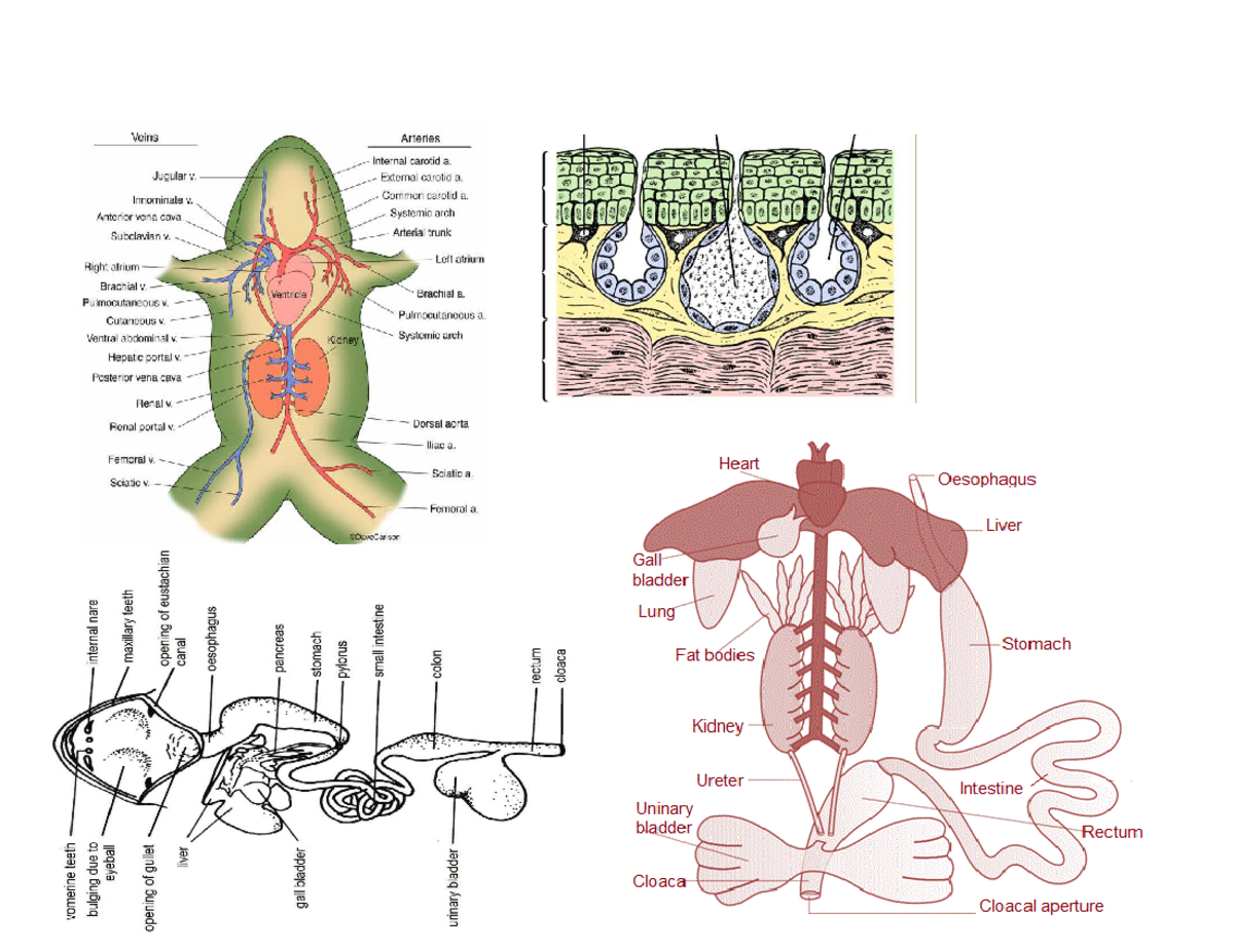 Frog Anatomy: Veins and Arteries Overview (BIO101) - Studocu