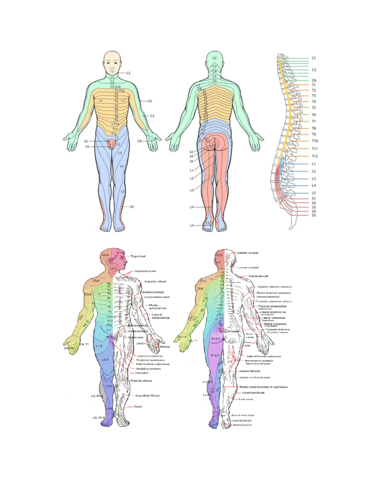 Dermatomas-y-miotomas compress - Anatomia - Studocu