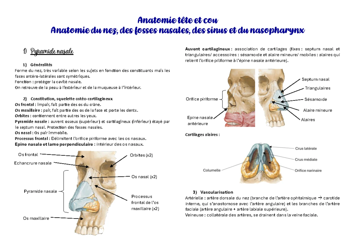 Anatomie du nez, fosses nasales, sinus et nasopharynx - Cours 1 - Studocu