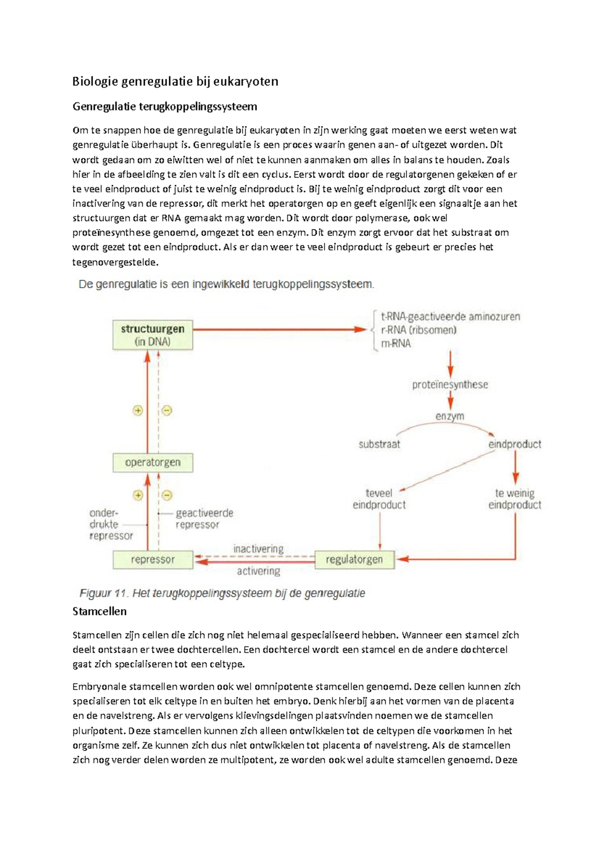 Genregulatie en Stamceldifferentiatie bij Eukaryoten - Biologie 6062 ...