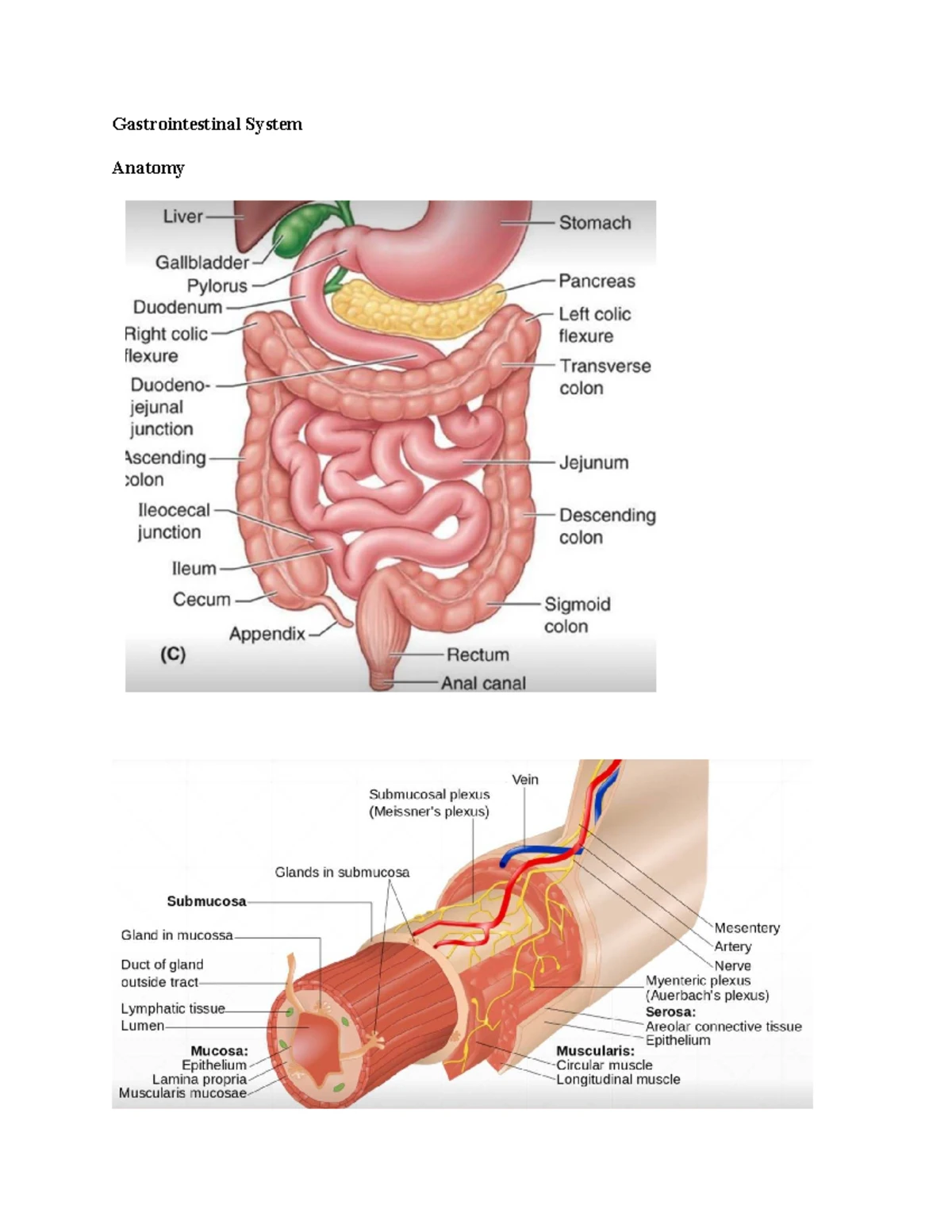 What are the 4 types of Body Habitus and their percentages in the general population - They ...