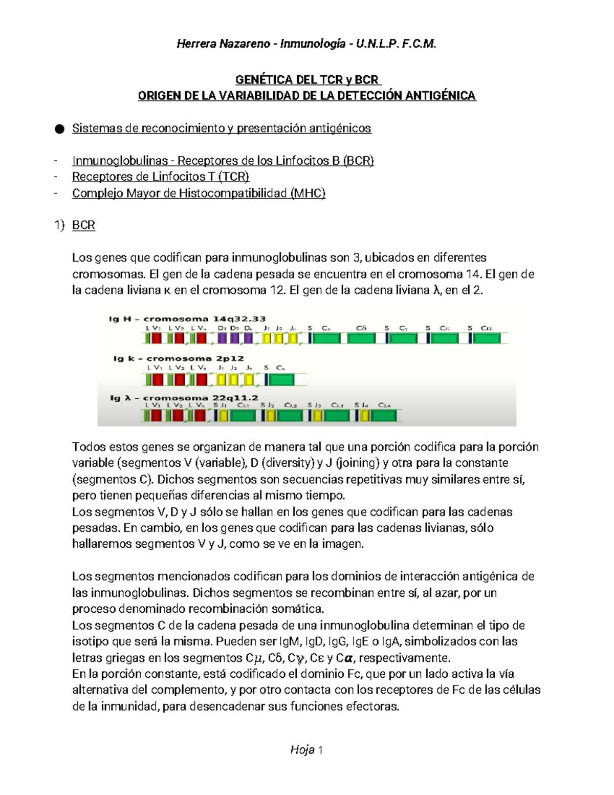 Genética del TCR y BCR: Variabilidad y Reconocimiento Antigénico ...