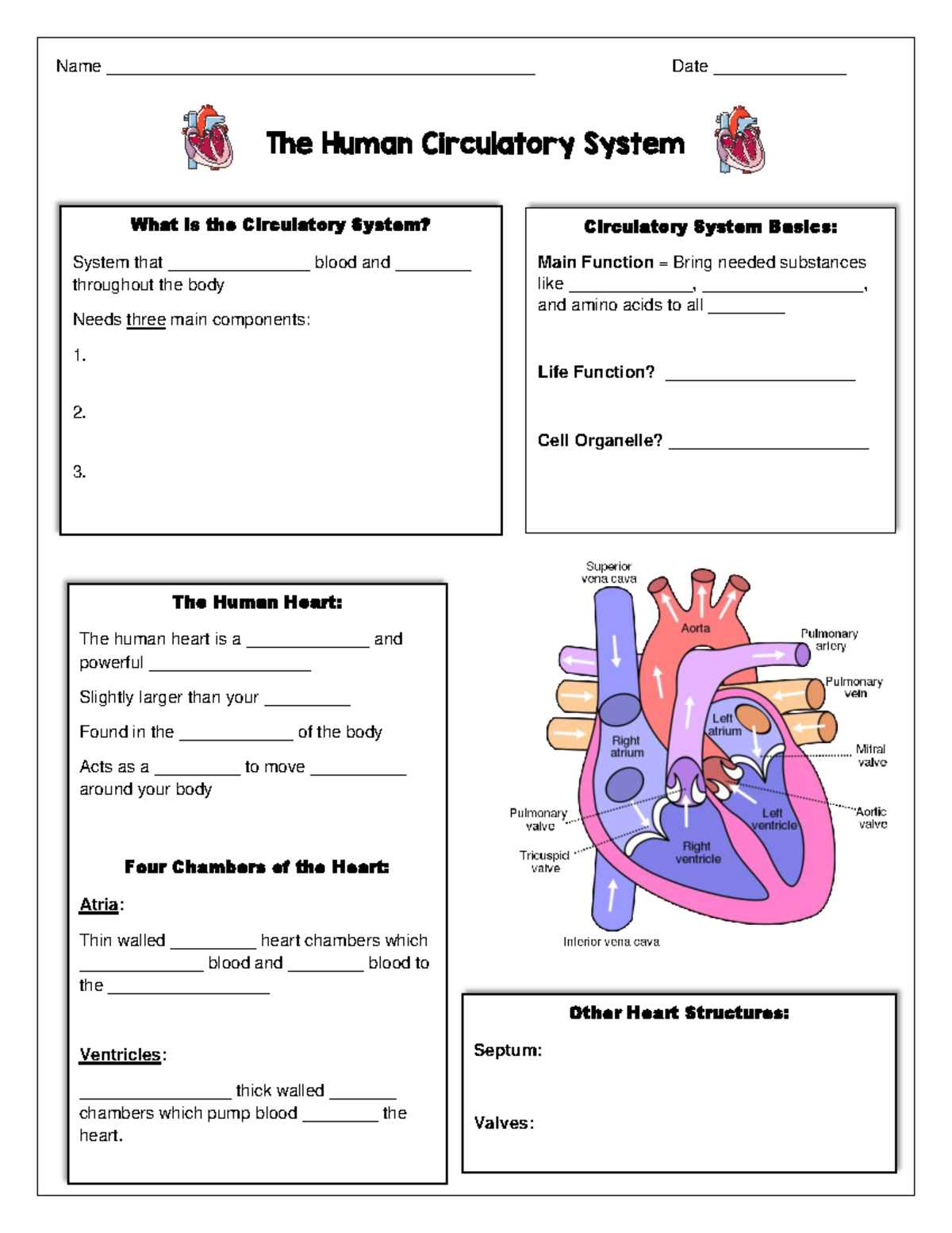 The Circulatory System Guided Notes - Name ...