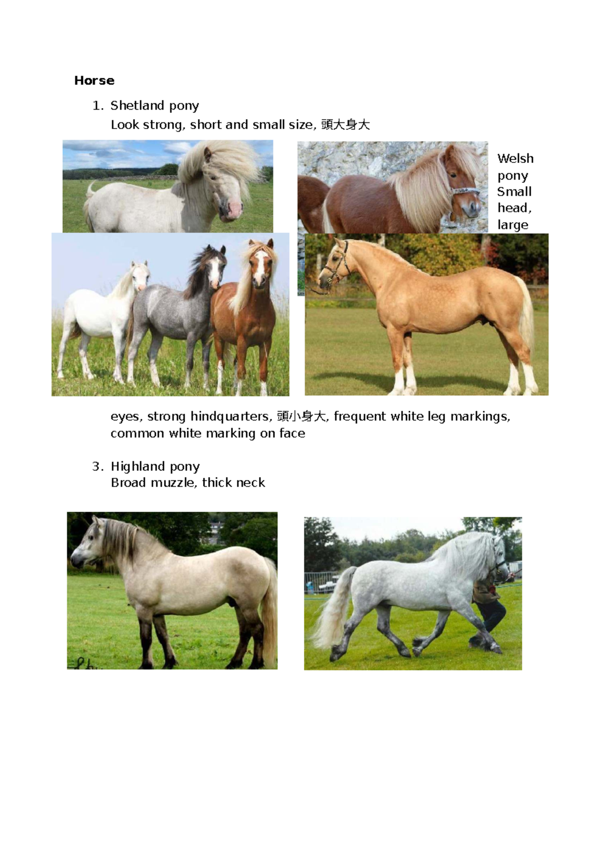 Horse Breed Identification Guide: Key Characteristics and Traits - Studocu
