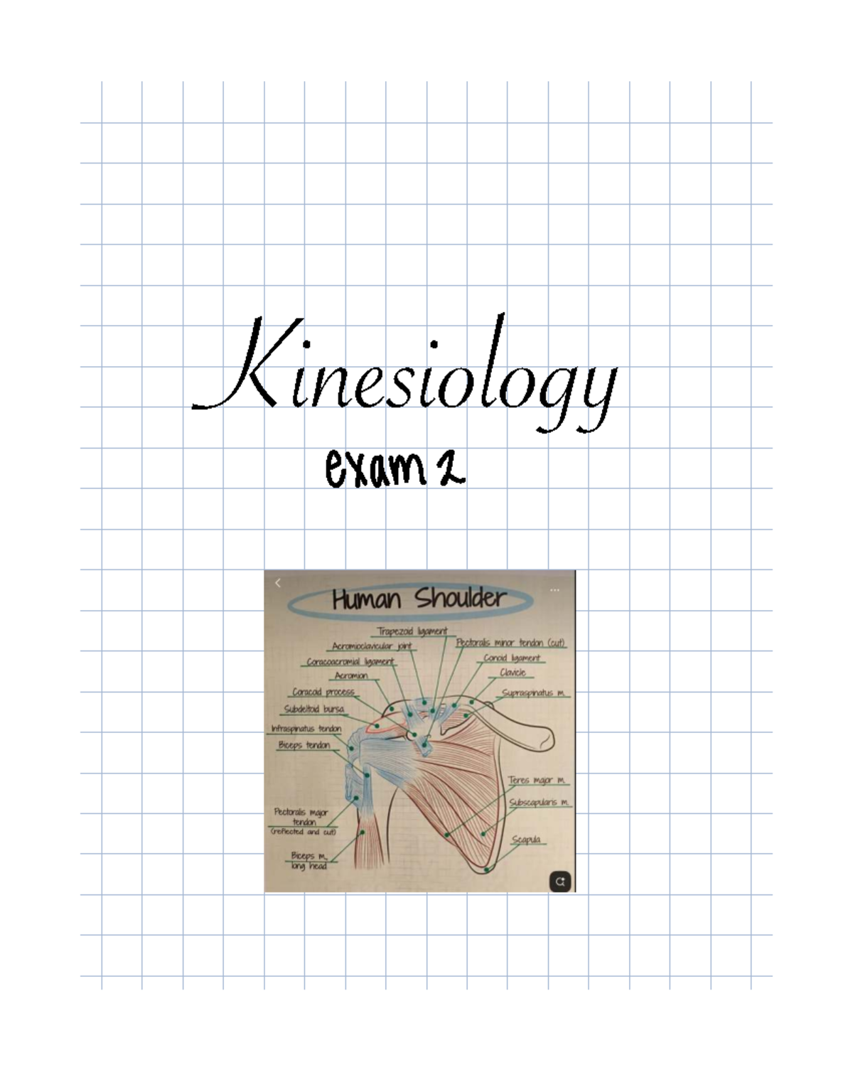 Kinesiology PTAT 2410: Manual Muscle Testing Guide for Shoulder Girdle ...
