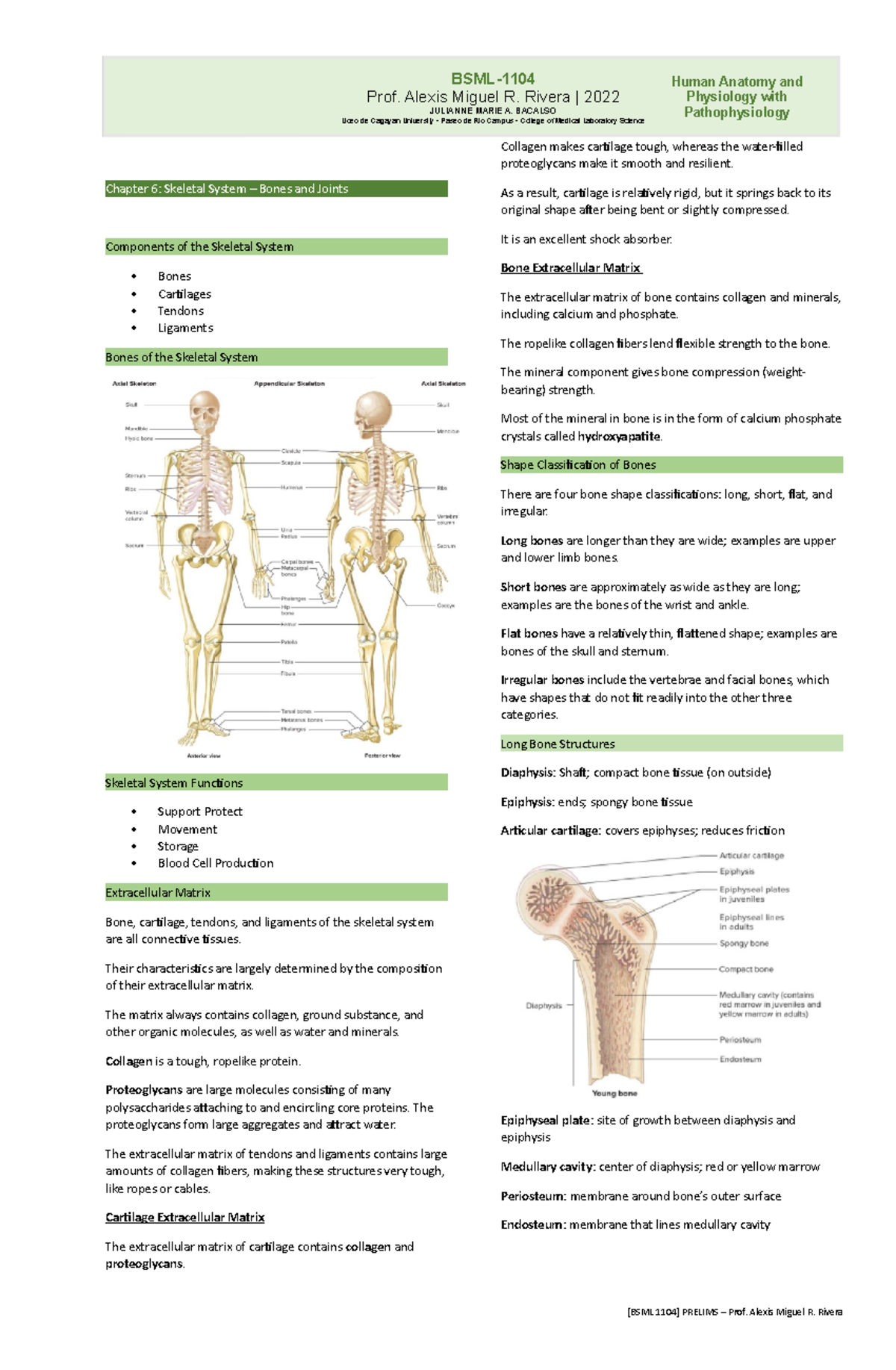 Anaphy Chapter 6: Overview of Skeletal System Structures and Functions ...