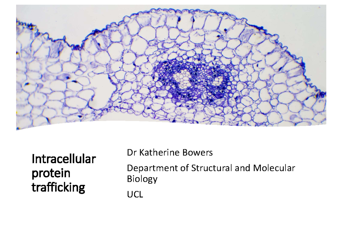 Lecture 12 - Intracellular Protein Trafficking Overview - Studocu