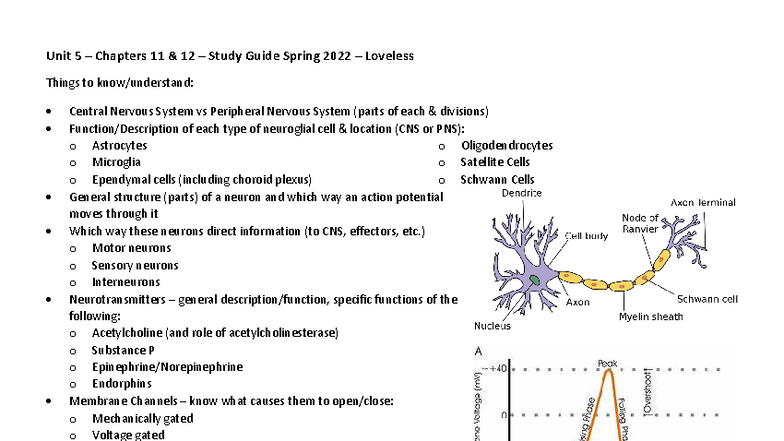 Unit 5 Study Guide: Nervous System (Chapters 11 & 12) - Spring 2022 ...