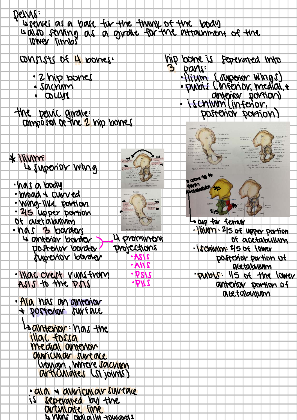 Pelvis Anatomy Study Guide for Course CODE: 101 Final Exam - Studocu