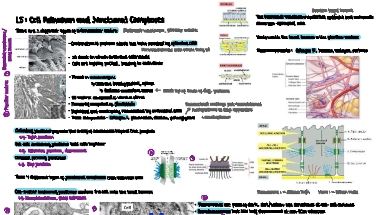Cell Adhesions and Junctional Complexes - g. Tight junction cell-cell ...