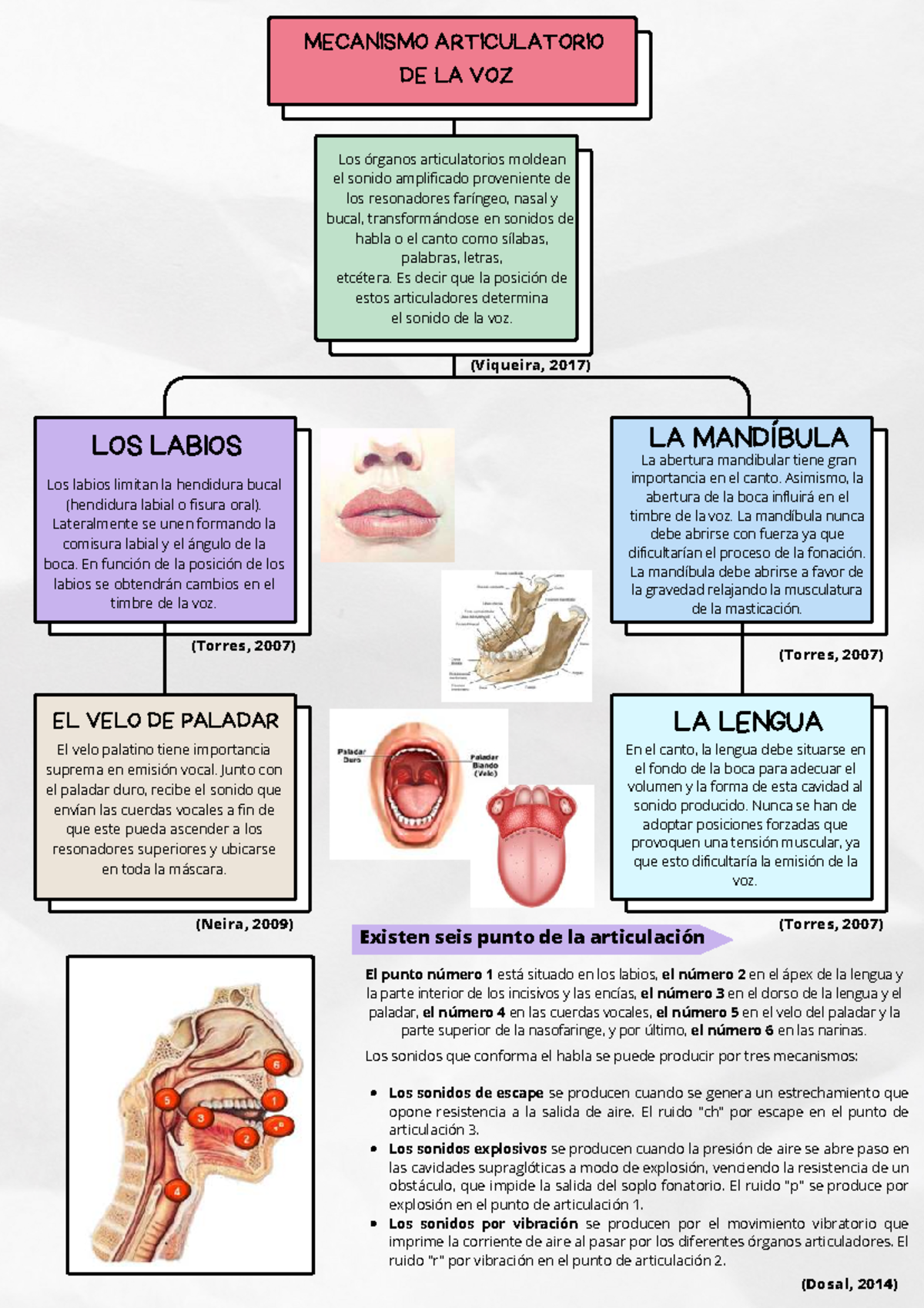 Mecanismo articulatorio de la voz - Infografía - LA MANDÍBULA La ...