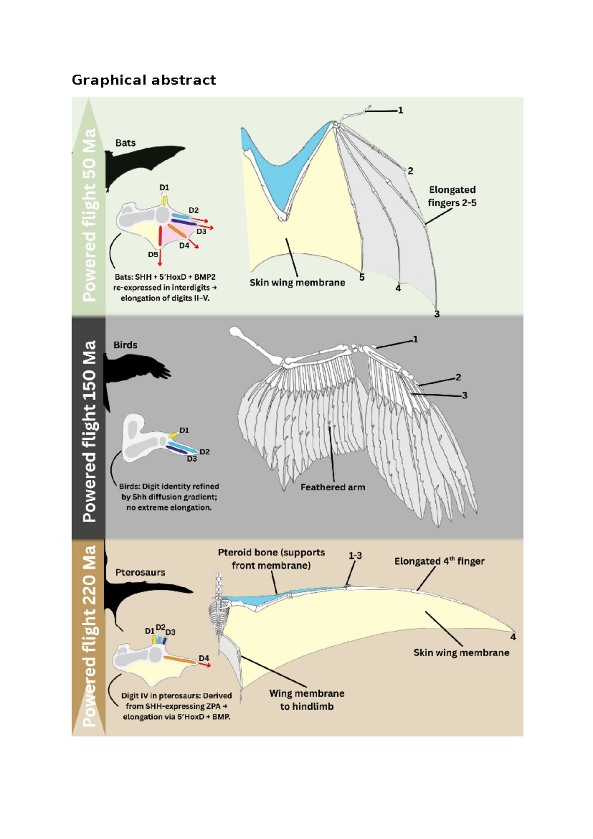 Graphical Abstract: Vertebrate Evolution Overview - Studeersnel