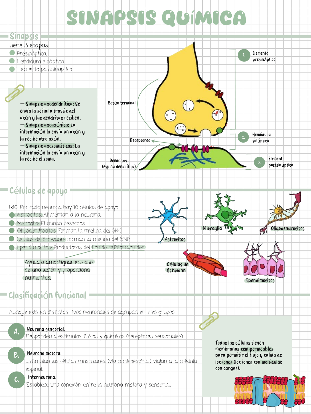 Sinapsis Química - SINAPSIS QUÍMICA Sinapsis Tiene 3 etapas Presinaptica 1. Elemento ...