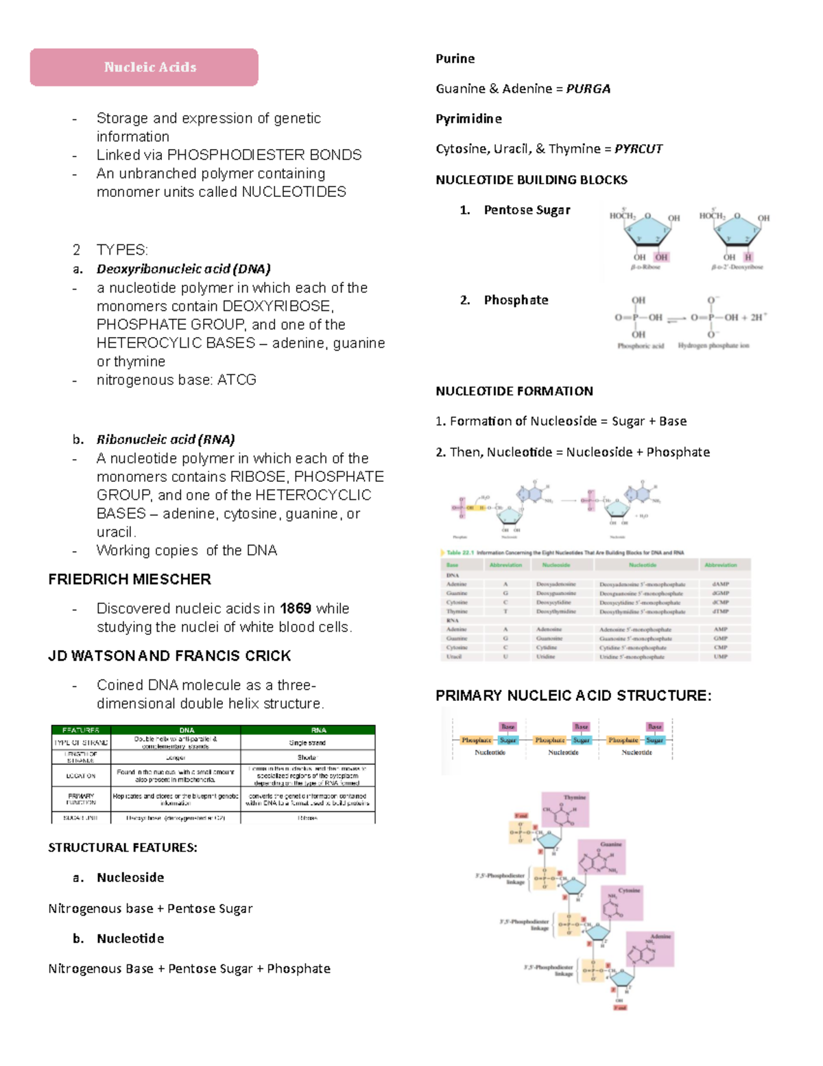 Nucleic acids p2 reviewer - Storage and expression of genetic information Linked via ...