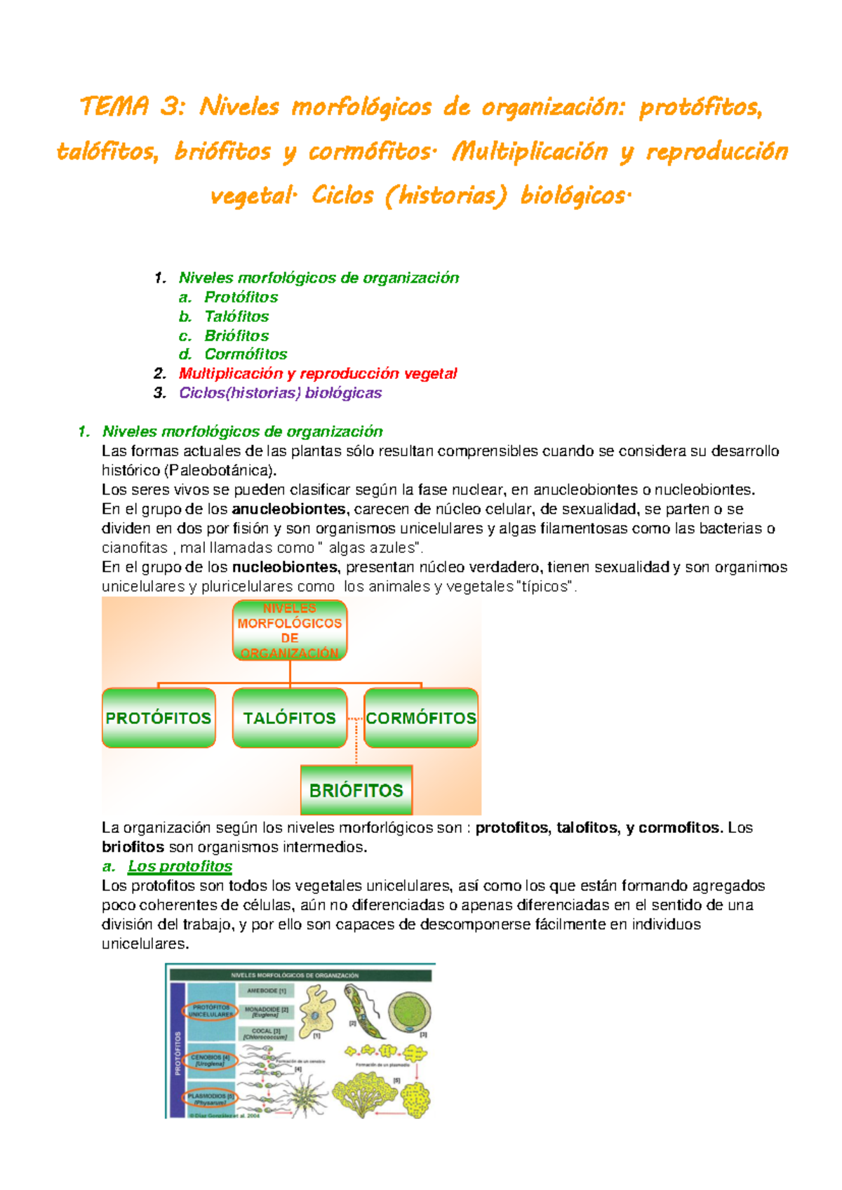 Apuntes tema 3 - TEMA 3 : Niveles morfológicos de organización ...