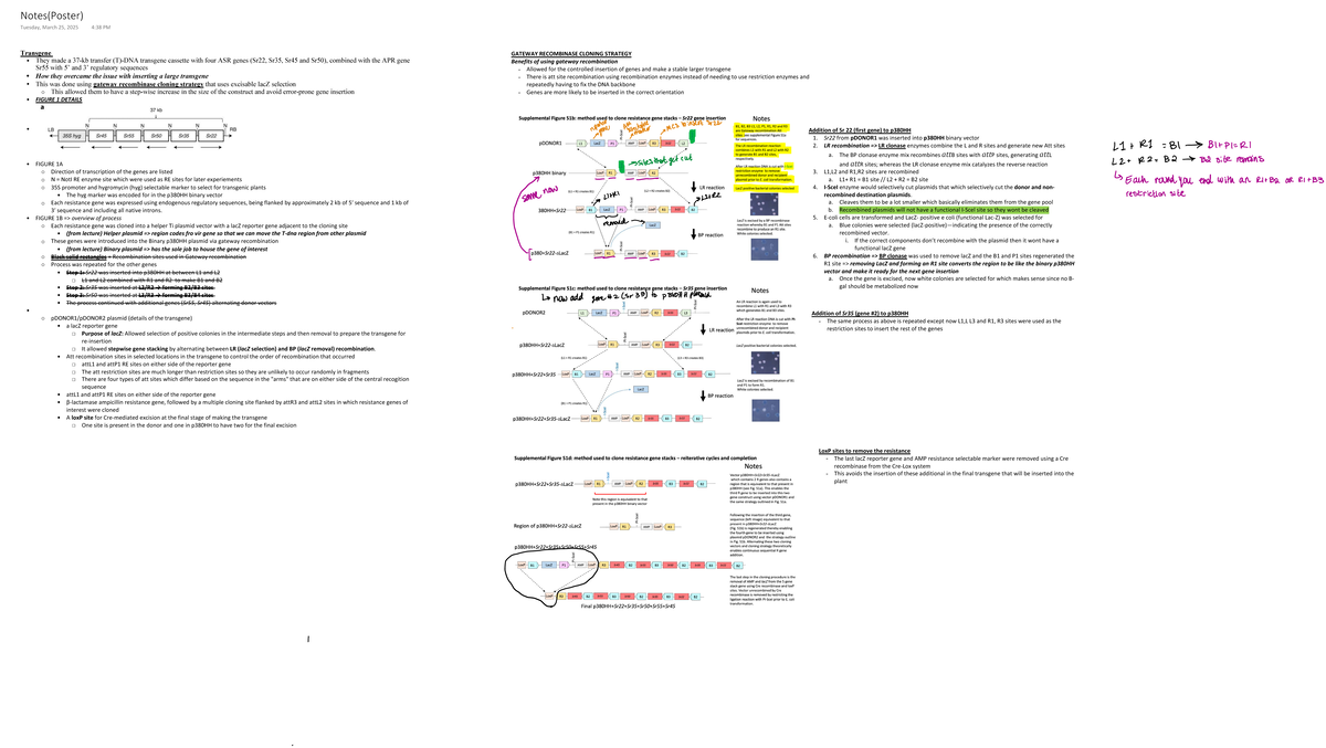 Transgene cloning strategies: Gateway recombination and gene stacking ...