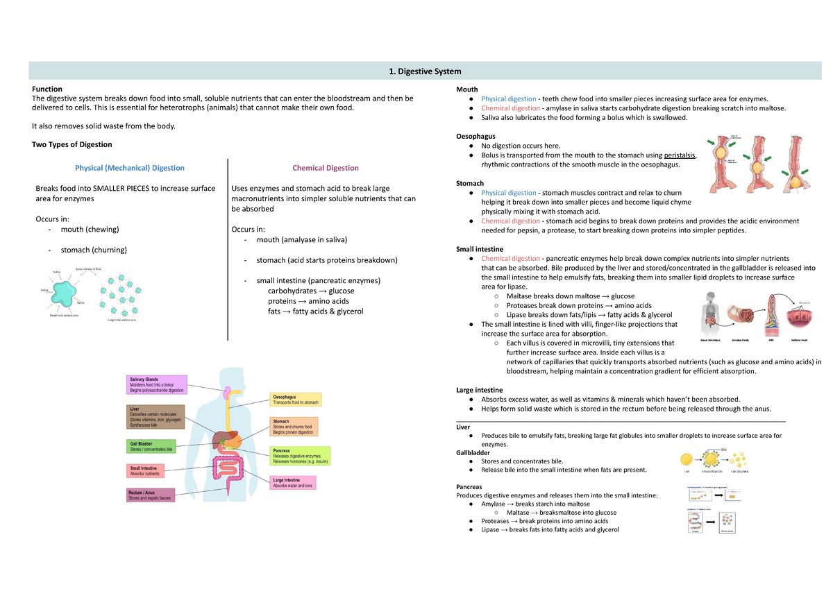 Digestive and Respiratory Systems Overview - Studocu