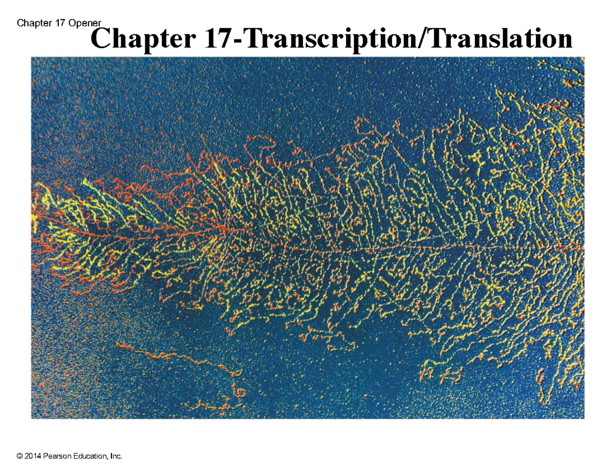 Biol112F22 Final Exam Review: Transcription & Translation Topics ...