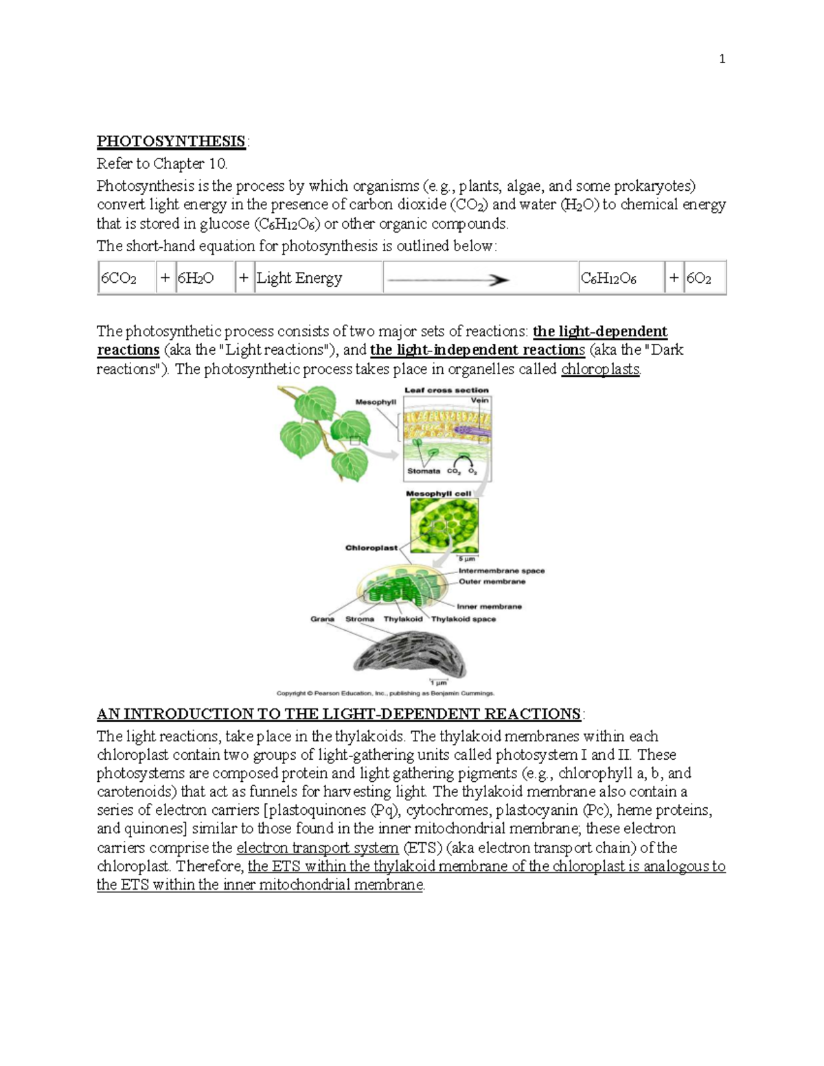 Final Exam Review Notes: Photosynthesis in Course ABC123 - Studocu