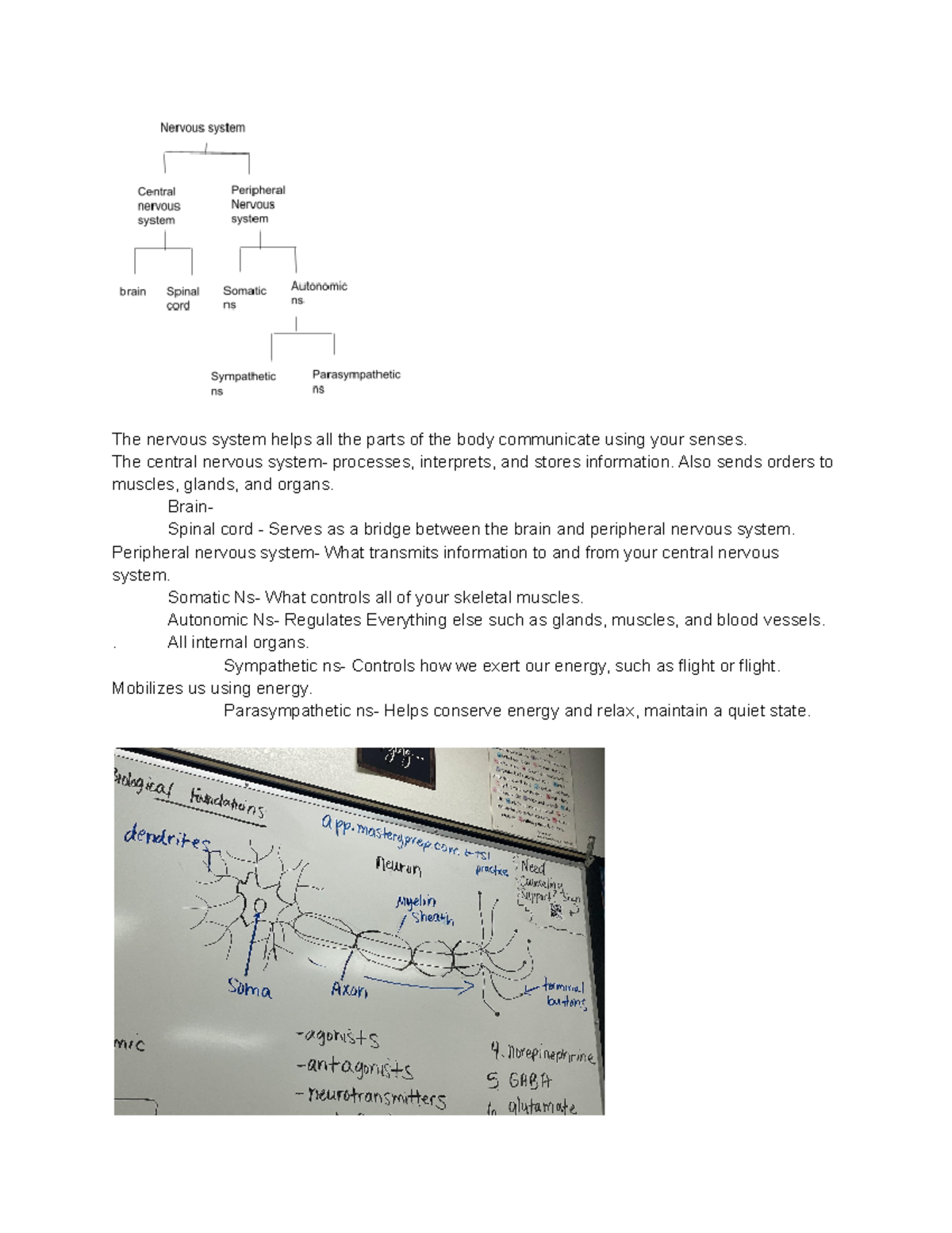 Chapter 2: Neuroscience & Biological Foundations (Psych 101) - Studocu