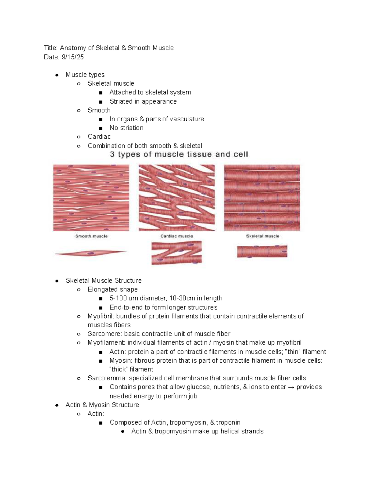 ACBS 400A Lecture Notes: Anatomy of Skeletal & Smooth Muscle - Studocu