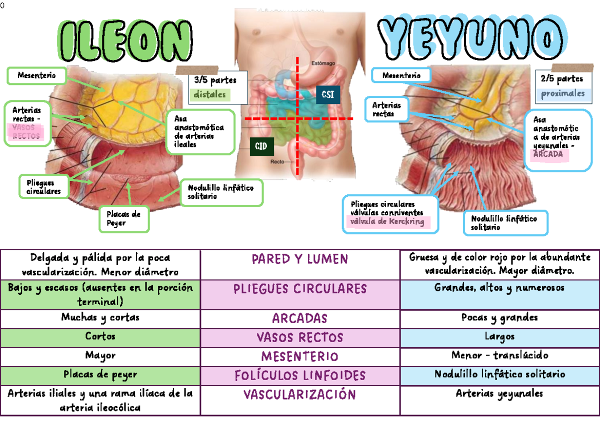 Notas de Clase sobre el Yeyuno y el Íleon - Curso de Anatomía - Studocu