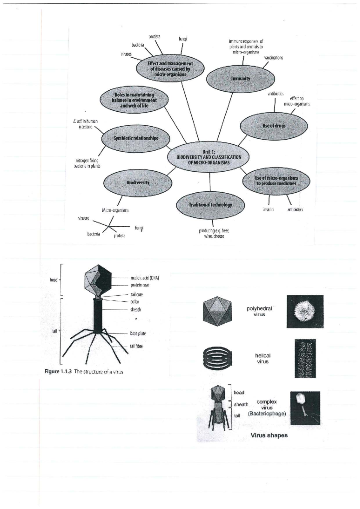 Gr 11 Immunology Notes: Viruses, Their Structure & Impact on Life - Studocu