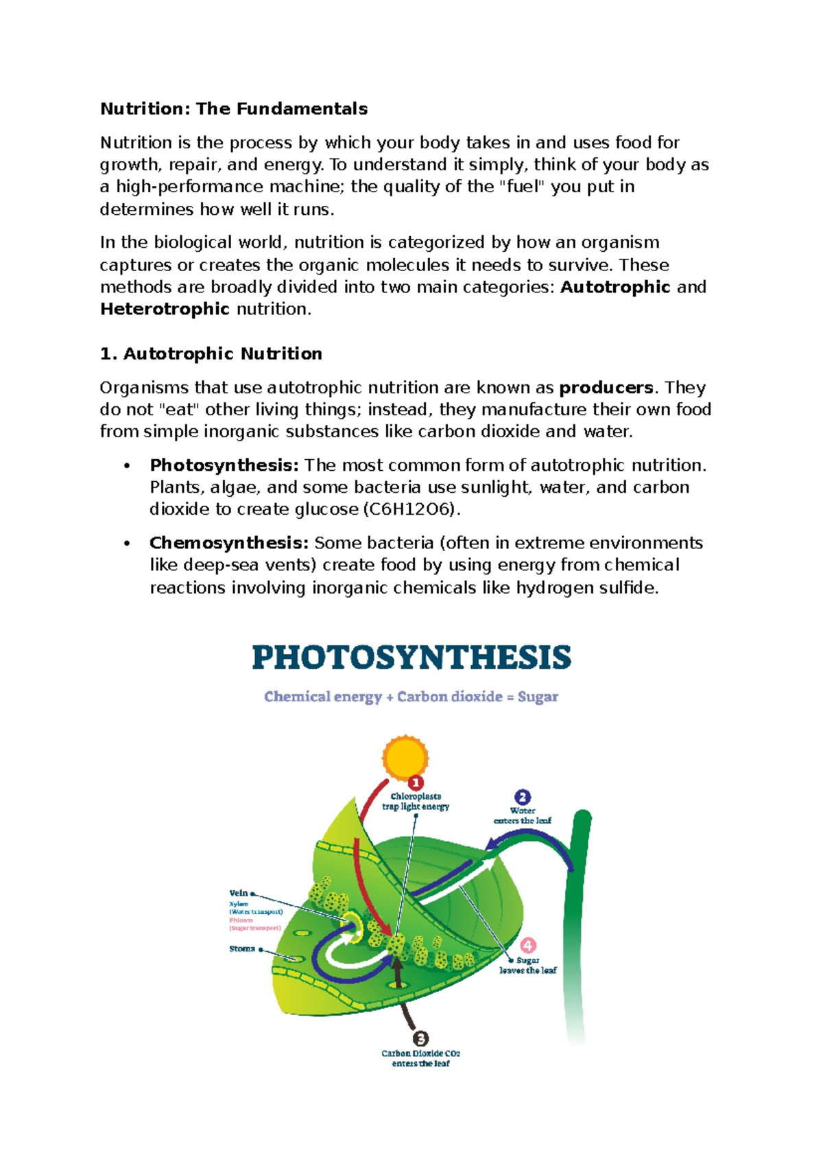 Nutrition (REVISION): Understanding Fundamentals and Processes - Studocu