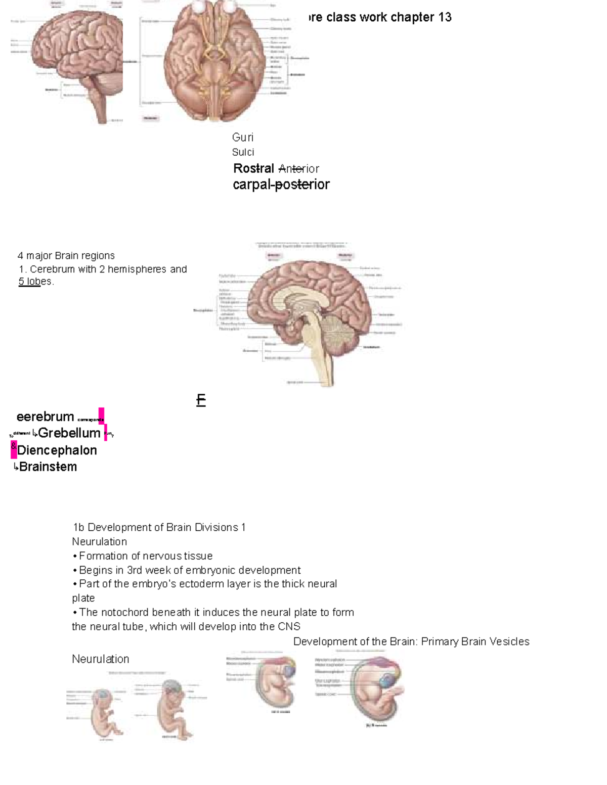 Anatomy & Physiology I Pre-Class Work: Chapter 13 - Brain Regions ...