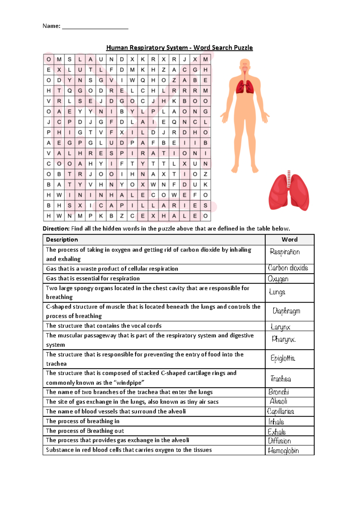 Human Respiratory System - Word Search Puzzle Exercise - Studocu