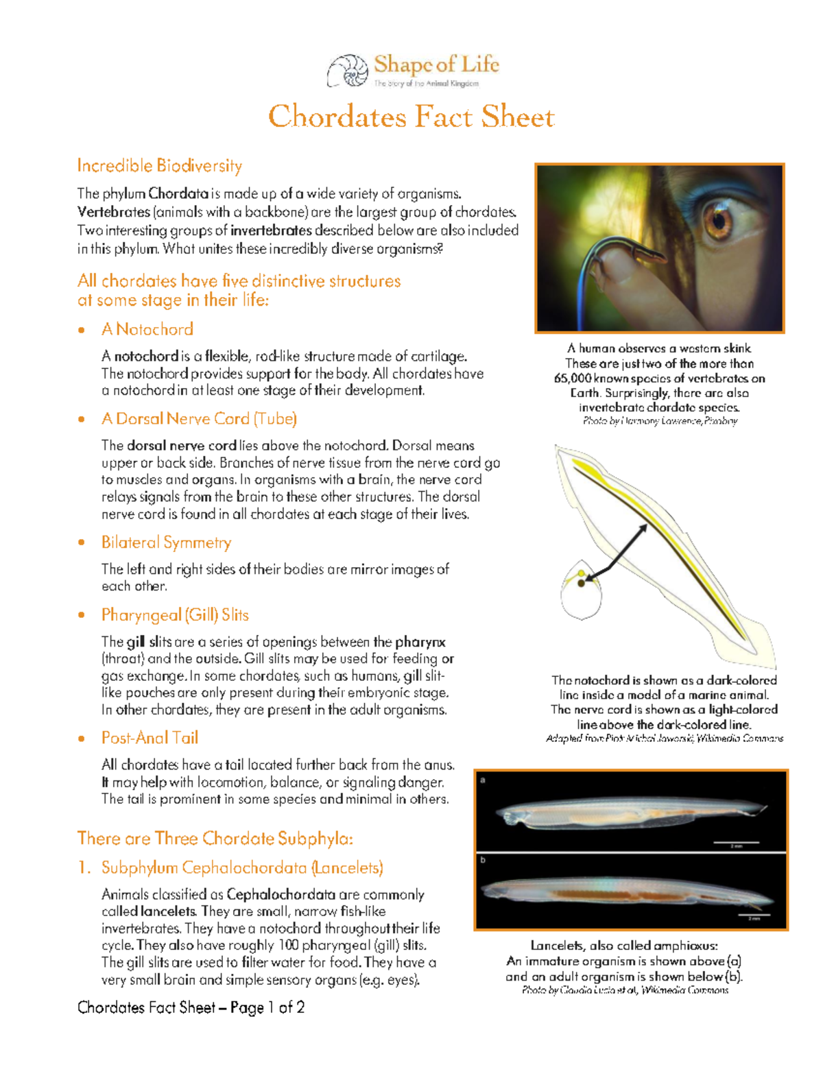 New Title: "Biology 101: Overview of Chordates and Their ...