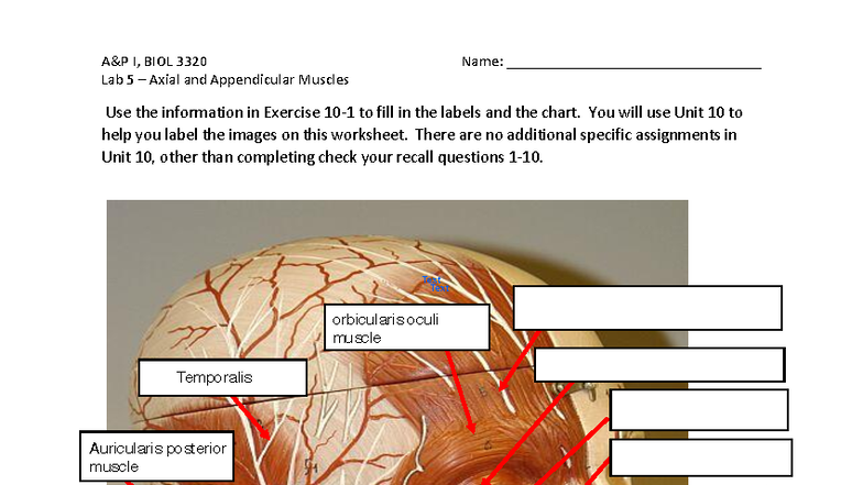 Lab 5: Axial and Appendicular Muscles Worksheet - BIOL 3320 - Studocu
