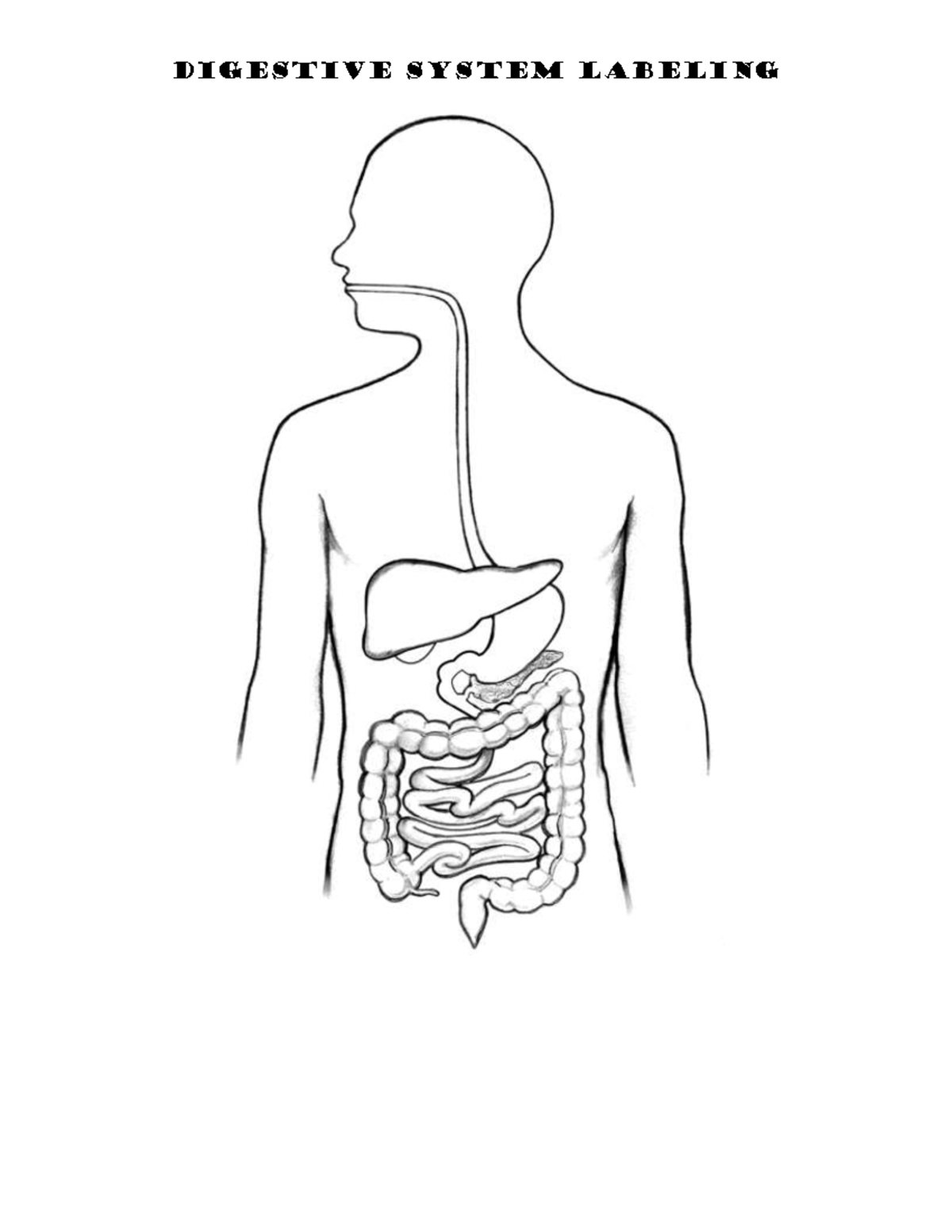 Digestive Introduction - Digestive System Labeling - Studocu