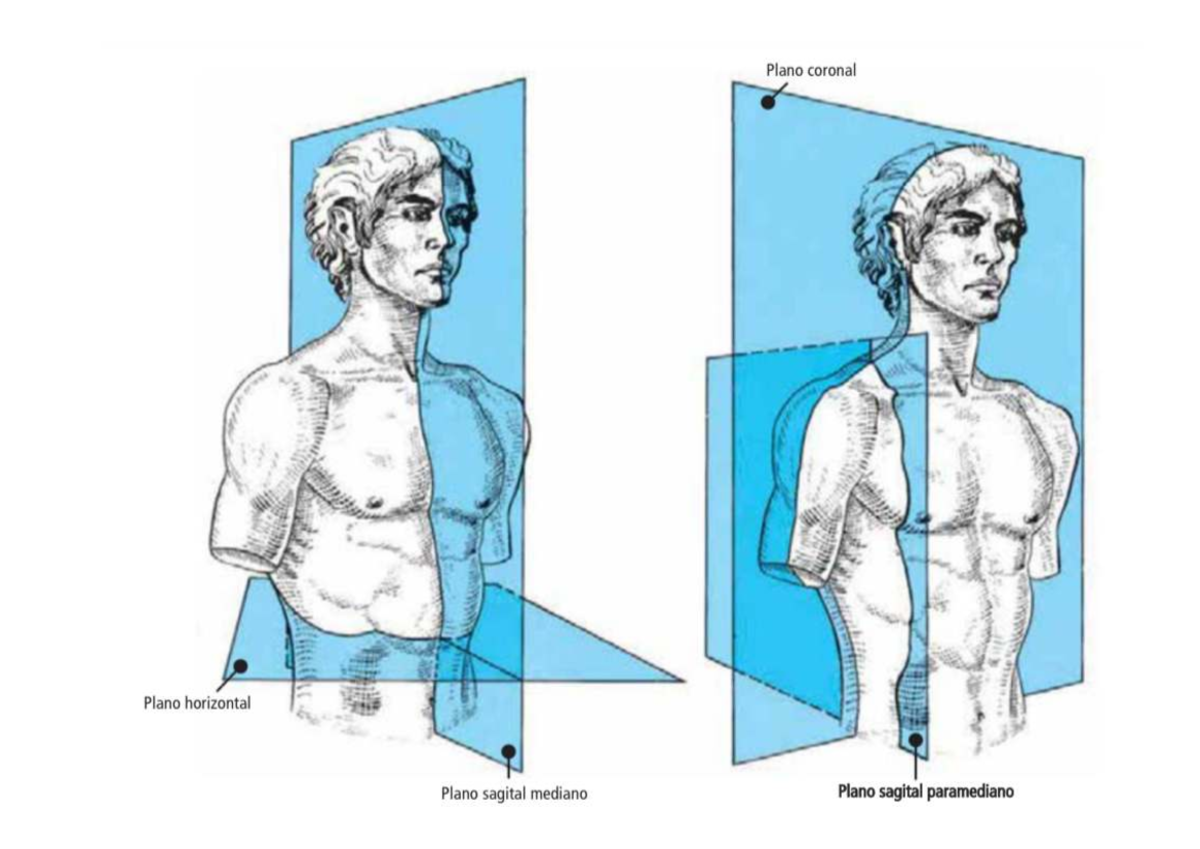 Planos de corte anatomia - Anatomia 1 - Plano coronal Plano horizontal ...
