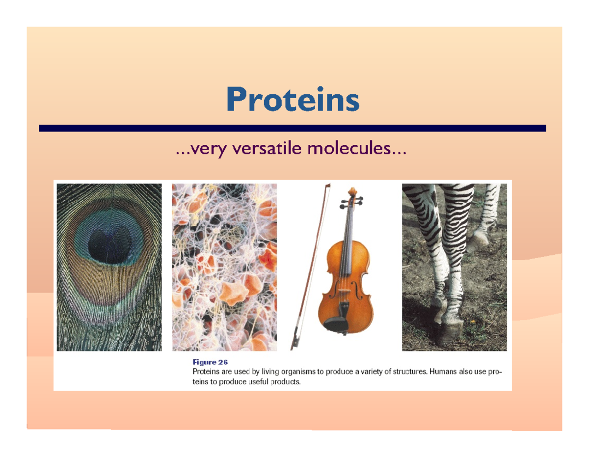 Protein Structure and Function: Key Concepts and Denaturation Effects ...