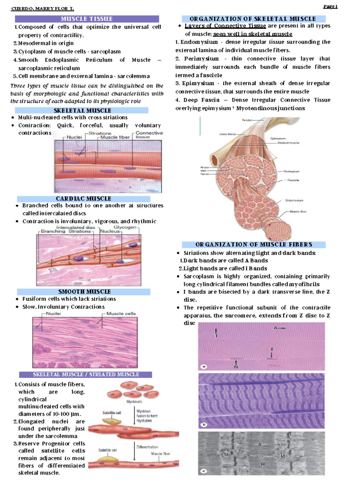 Histology-Transes - Muscle Tissue and Integumentary System Notes - Studocu