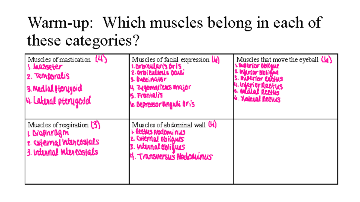 Bones 5 - Warm-up: Which muscles belong in each of these categories ...