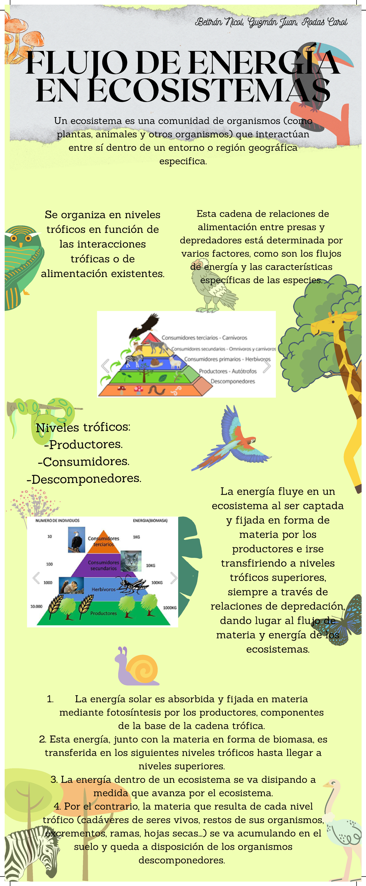 Hoja De Trabajo Sobre El Flujo De Energía En Los Ecosistemas