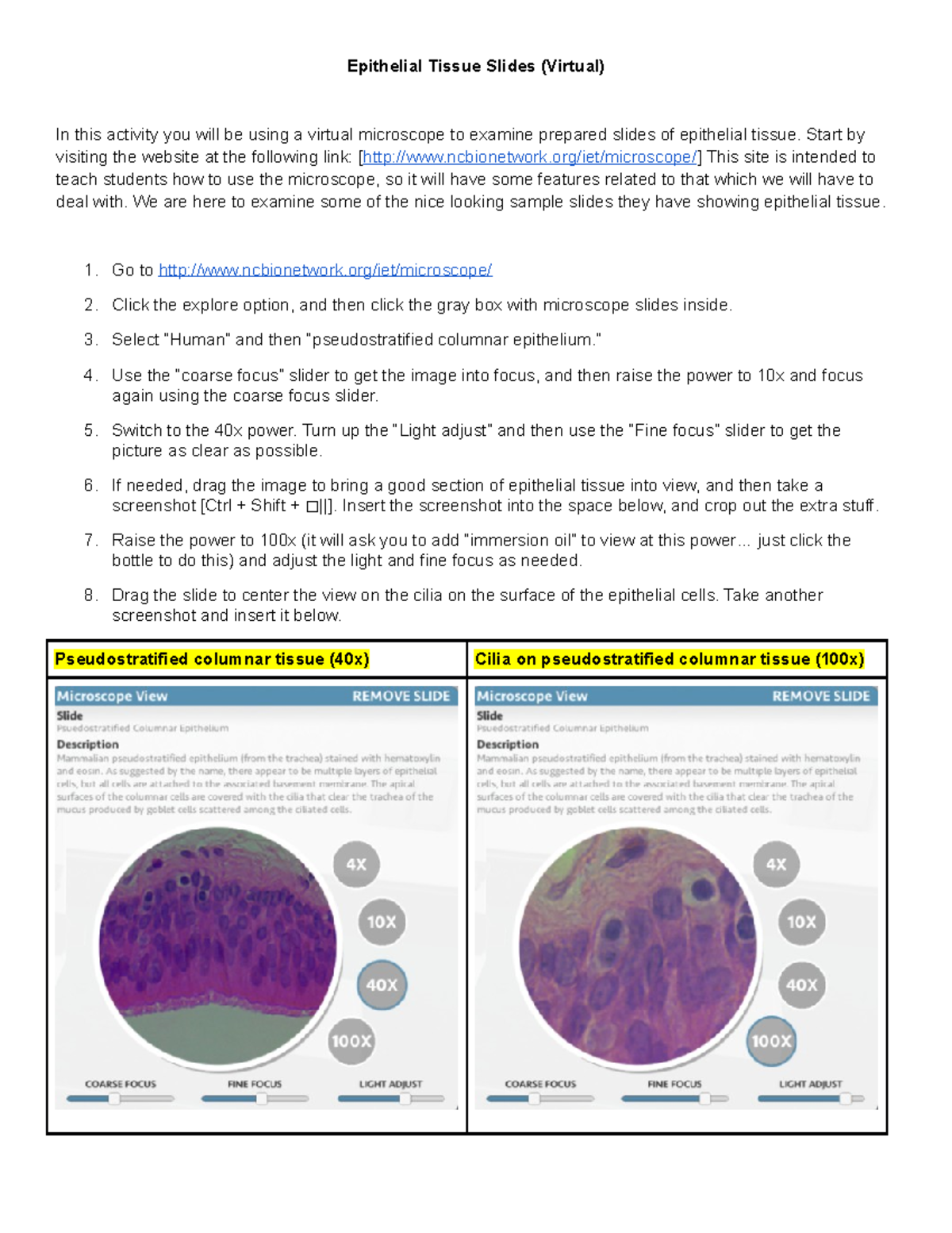 Epithelial Tissue Slides At The Ohio State University
