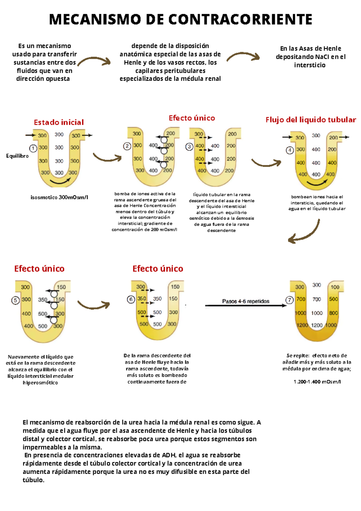 Mecanismo DE Contracorriente fisiología - Es un mecanismo usado para ...