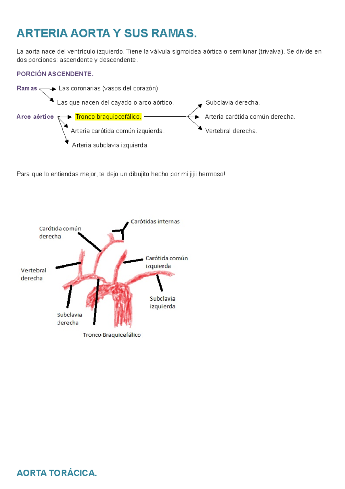 Estudio de la Aorta y sus Ramas - Anatomía 101 - Studocu