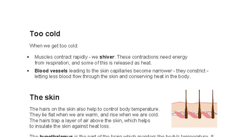 Homeostasis: Body Temperature Regulation and Vasoconstriction - Studocu