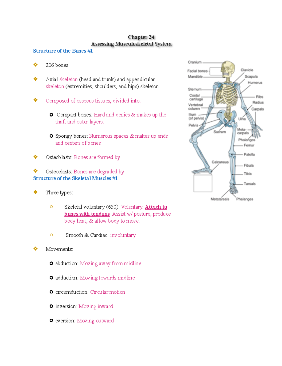 Chapter 24 Musculoskeletal System: Study Guide & Assessment Notes - Studocu