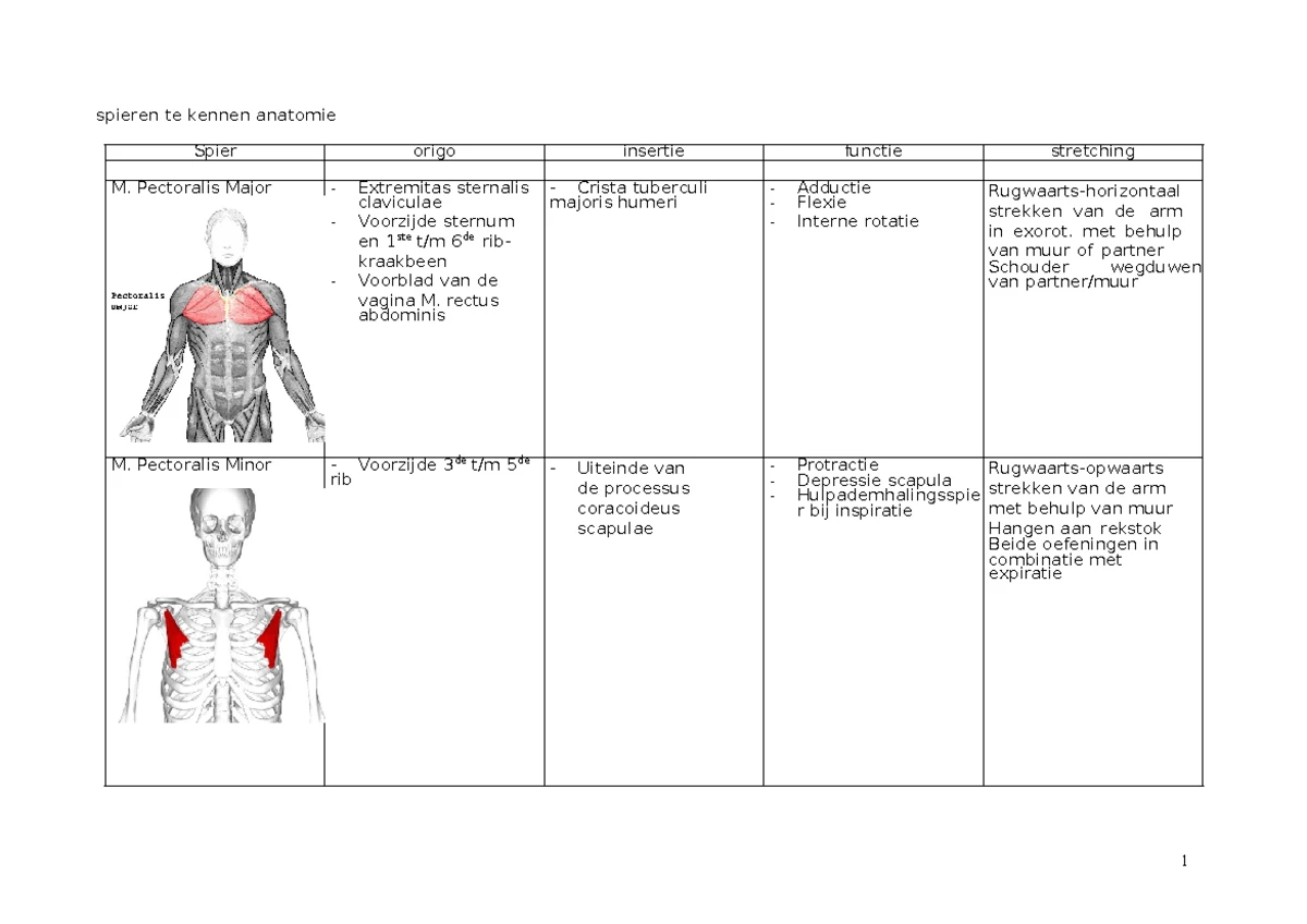 Anatomie van Bewegingen bij Schoppen: Spieren en Functies - Studocu