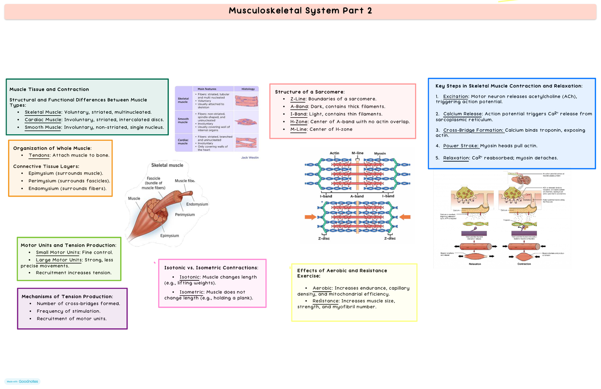 HBS109 - Anatomy & Physiology: Musculoskeletal System Summary Pt. 2 ...