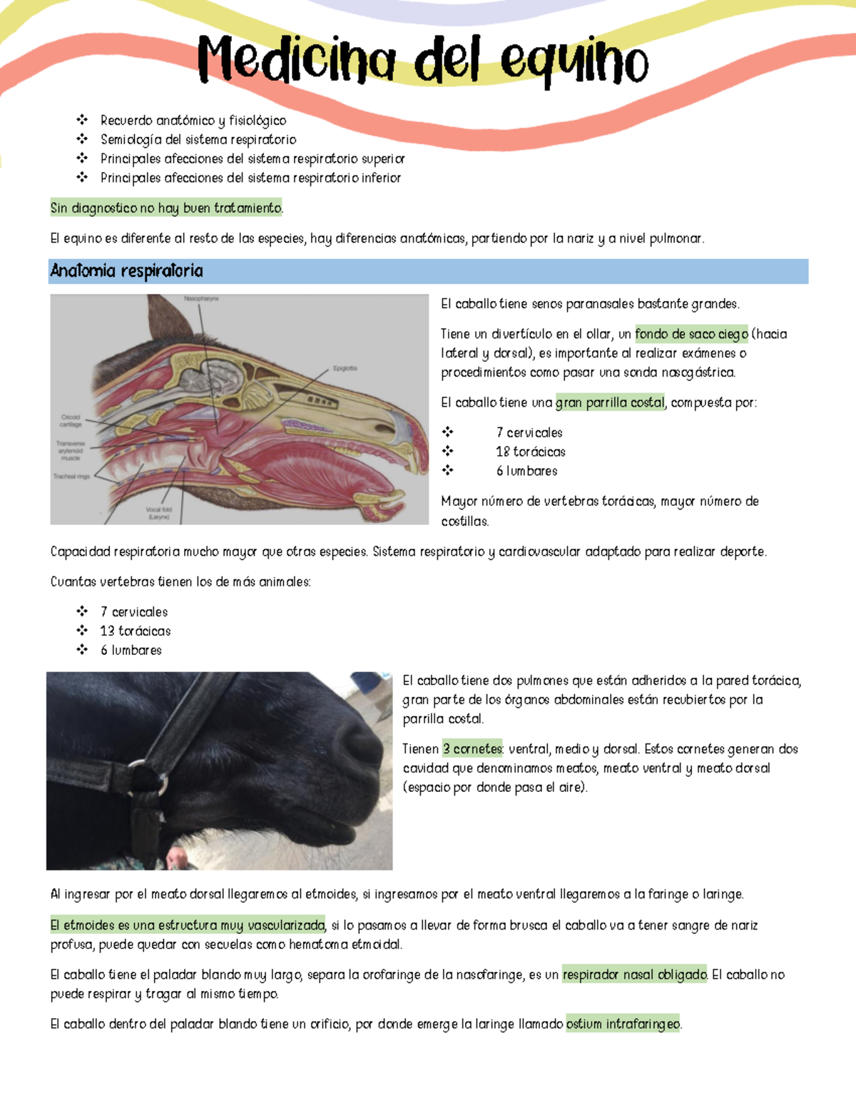 Notas sobre el Sistema Respiratorio en Equinos - Medicina Veterinaria ...
